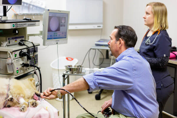 Veterinary Endoscopy | Southern Colorado Veterinary Internal Medicine